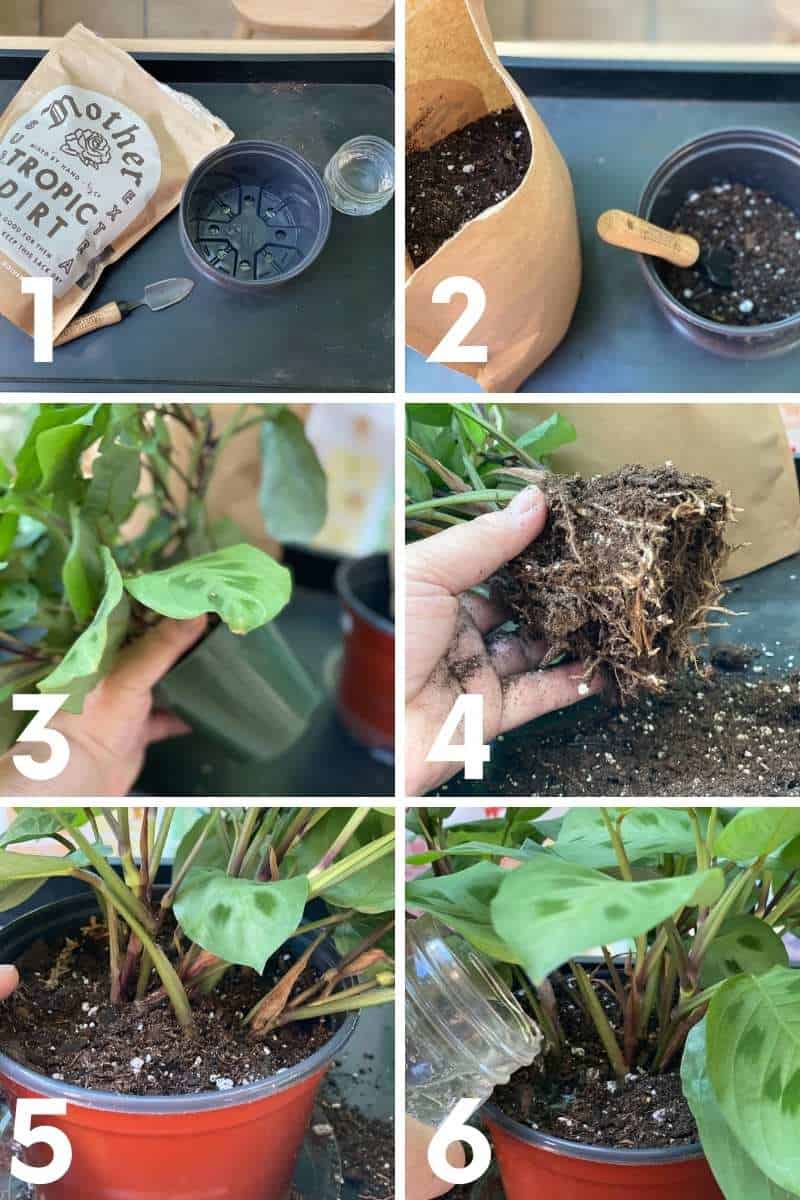 How to Repot a Plant: Step-by-Step Guide – WAYSAVING